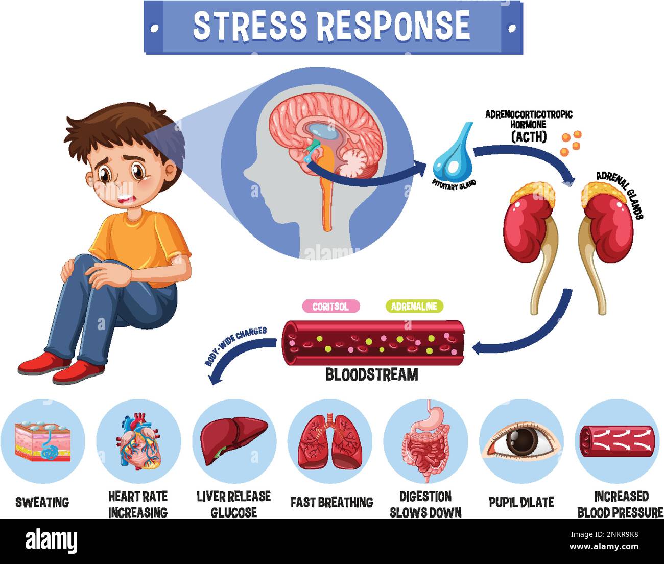 Stress response system scheme illustration Stock Vector Image & Art - Alamy