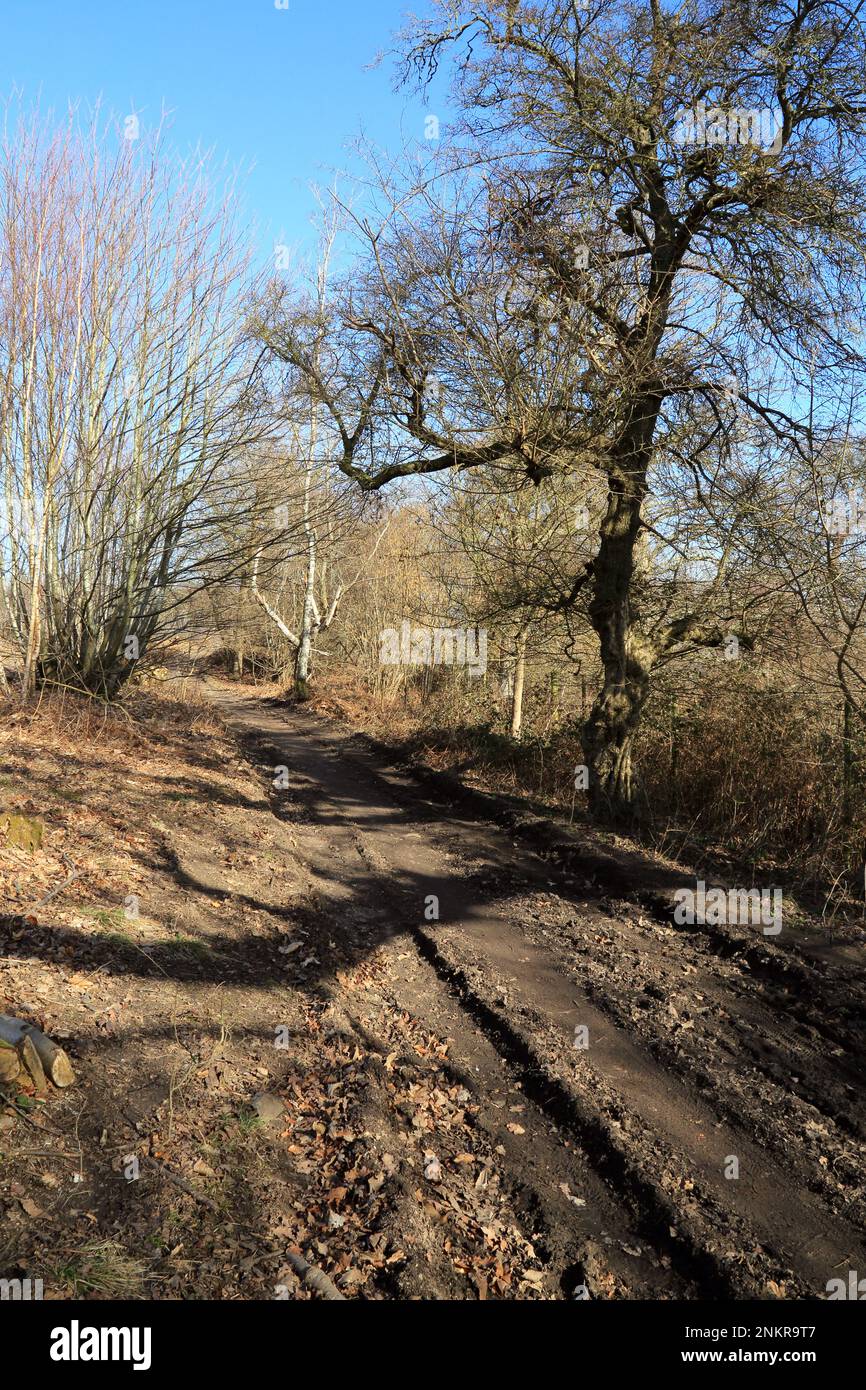 The North Downs Way long distance footpath through Kings Wood, Challock ...