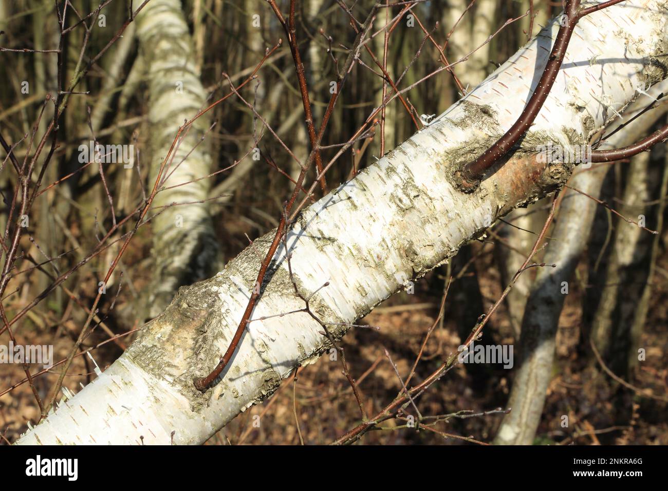 Tree trunk of Silver Birch Tree in woodland at Kings Wood, Challock ...
