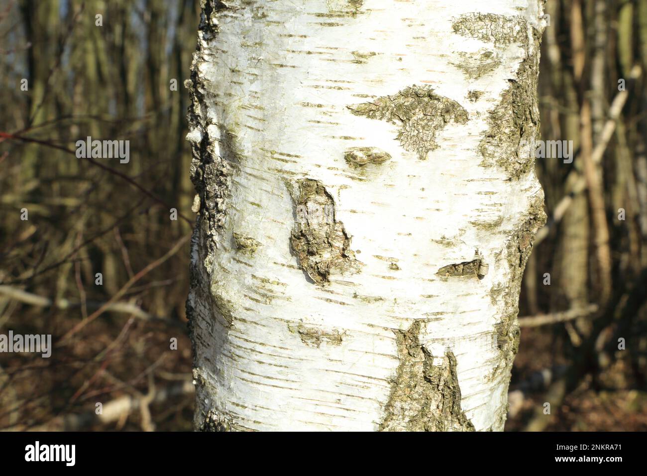 Tree trunk of Silver Birch Tree in woodland at Kings Wood, Challock ...