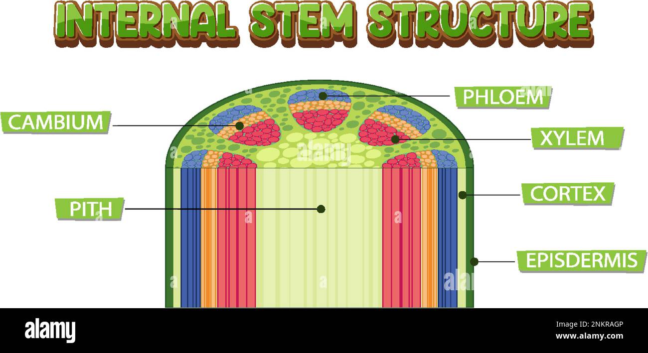 Internal structure of stem diagram illustration Stock Vector Image ...