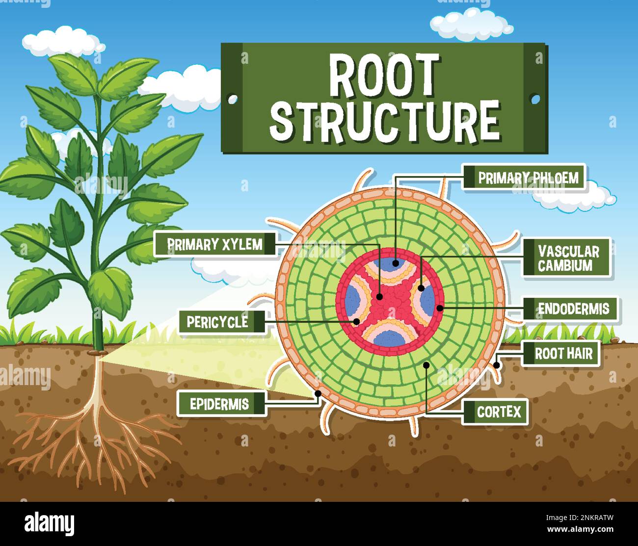 Internal structure of root diagram illustration Stock Vector Image ...
