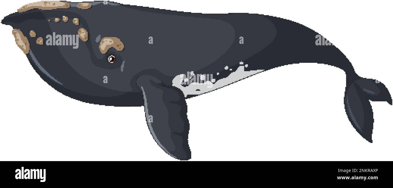North atlantic right whale Stock Vector Images - Alamy
