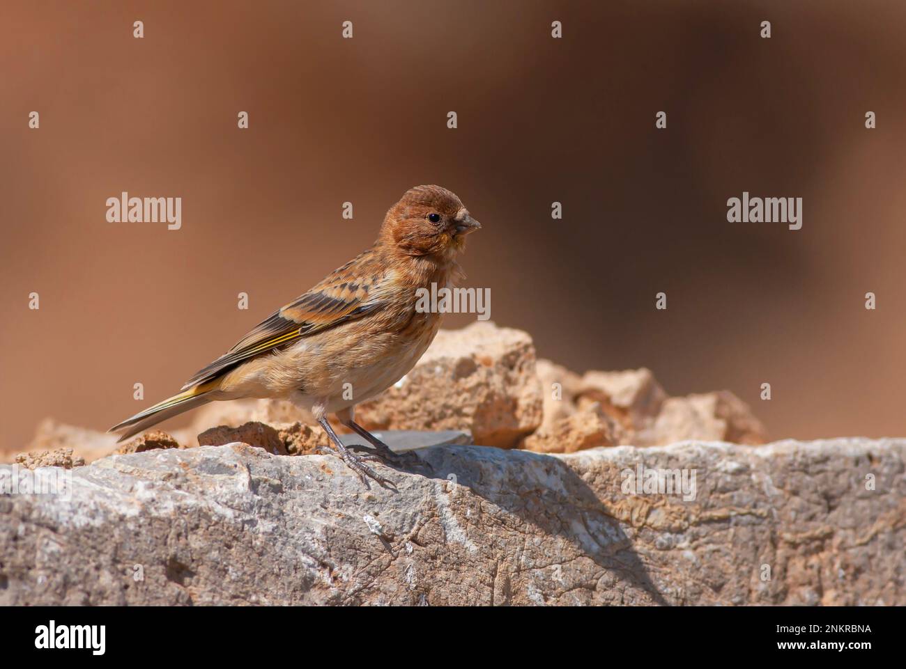 little bird watching on the ground, Red-fronted Serin, Serinus pusillus ...