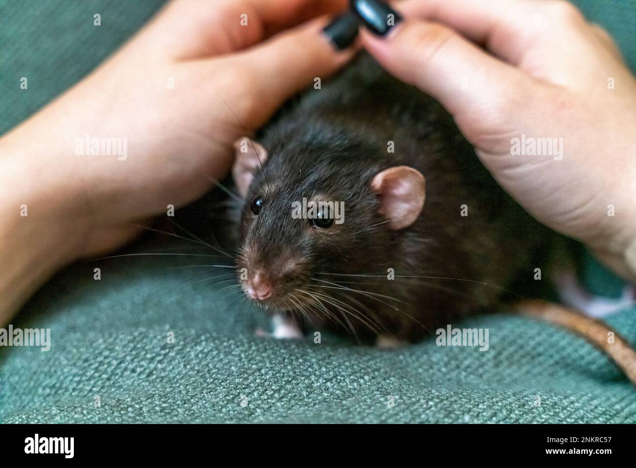 White rat photos hi-res stock photography and images - Alamy