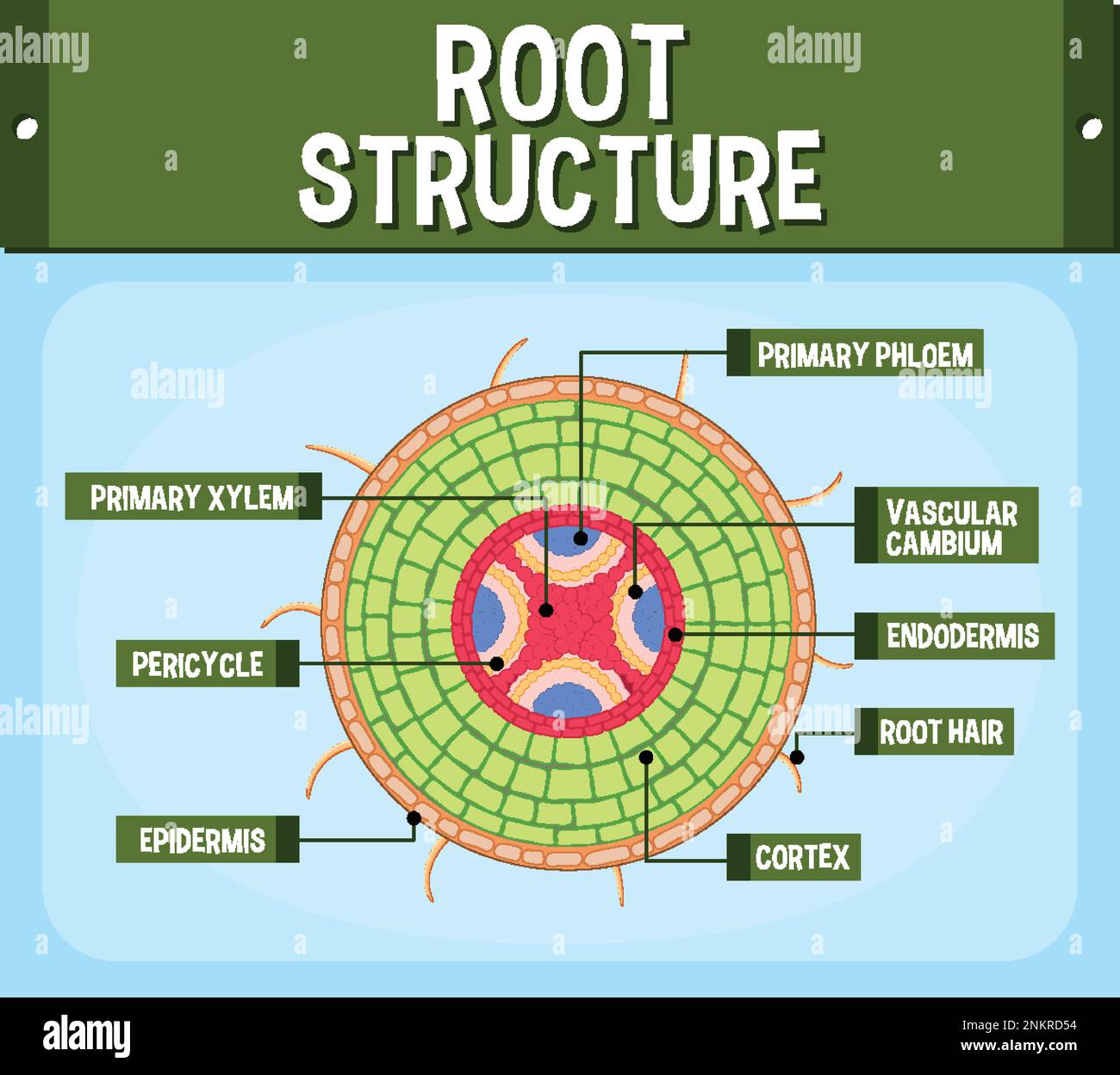 Internal structure of stem diagram illustration Stock Vector Image ... Internal structure of stem diagram illustration Stock Vector Image ...
