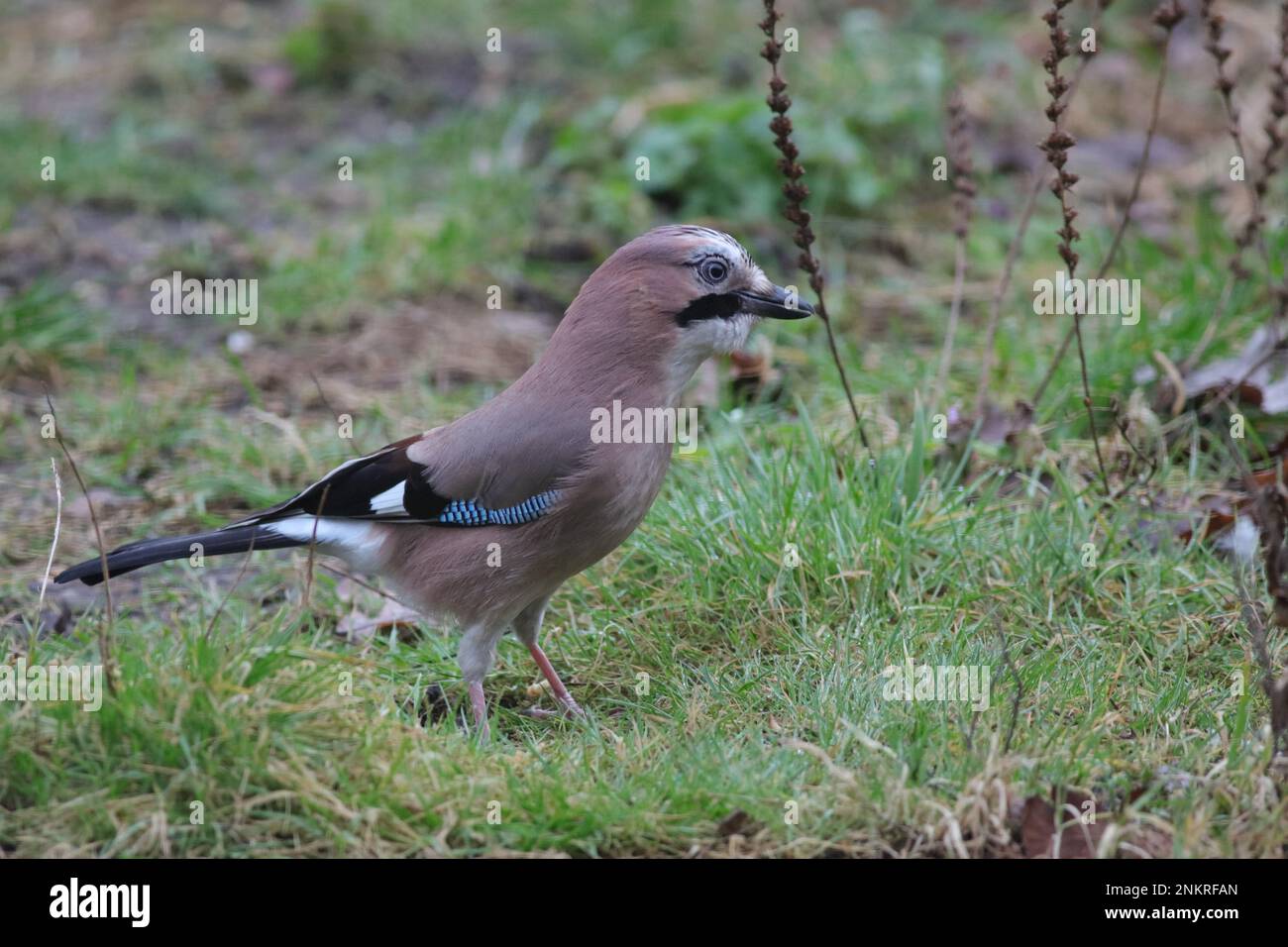 Eurasian Jay in garden setting Stock Photo - Alamy