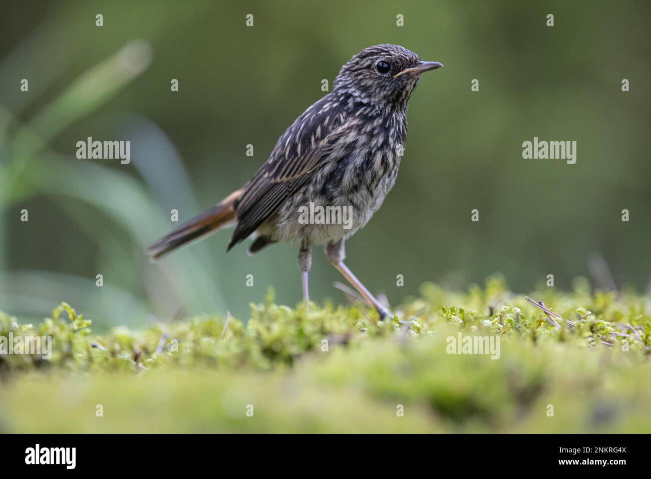 Young Common Redstart, Phoenicurus phoenicurus. a beautiful bird in the ...
