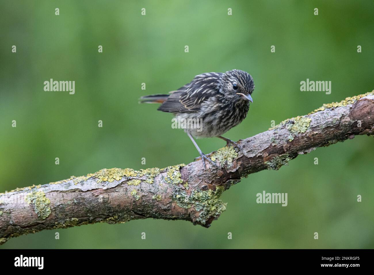 Young Common Redstart, Phoenicurus phoenicurus. a beautiful bird in the ...