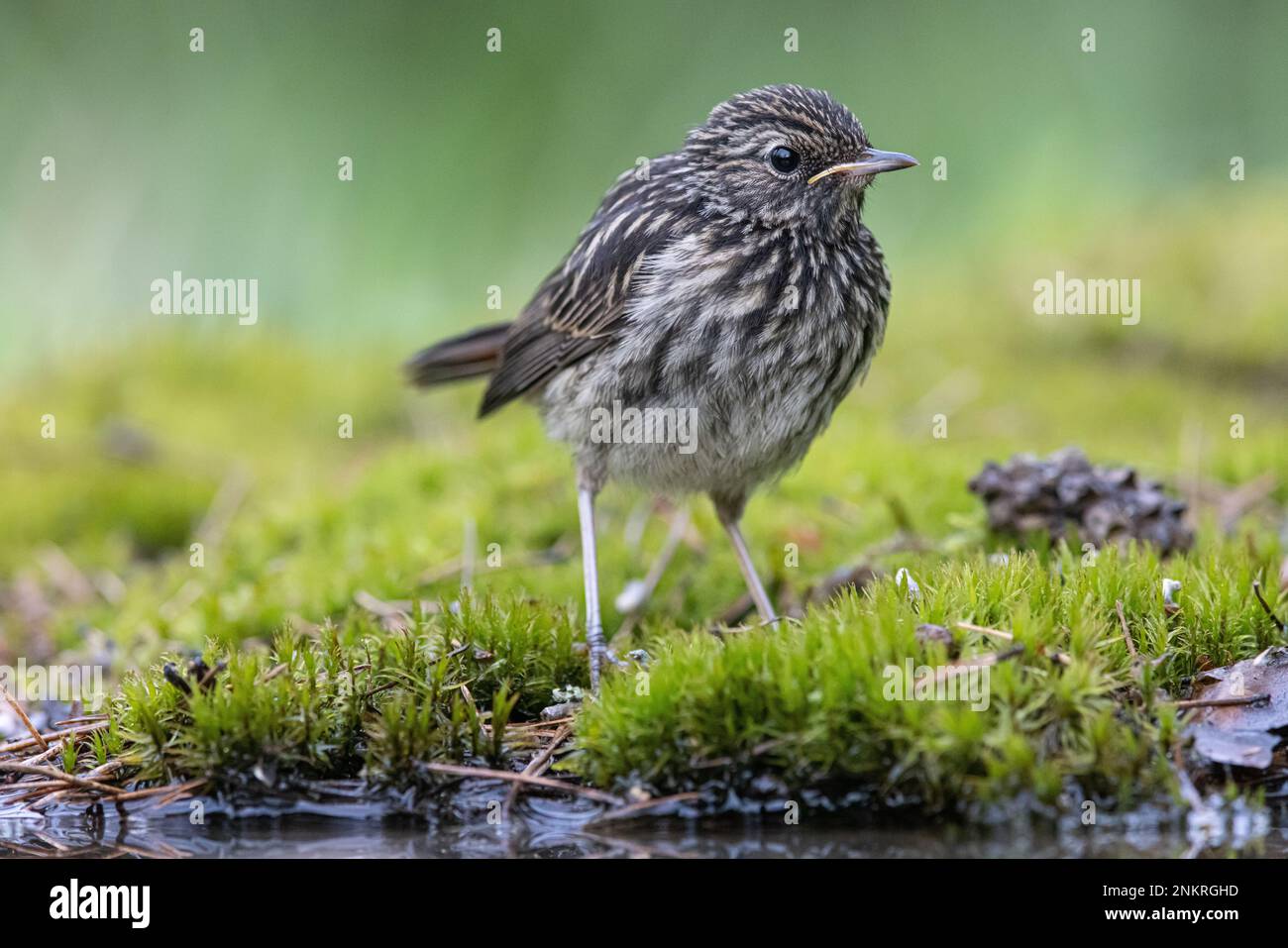 Young Common Redstart, Phoenicurus phoenicurus. a beautiful bird in the ...