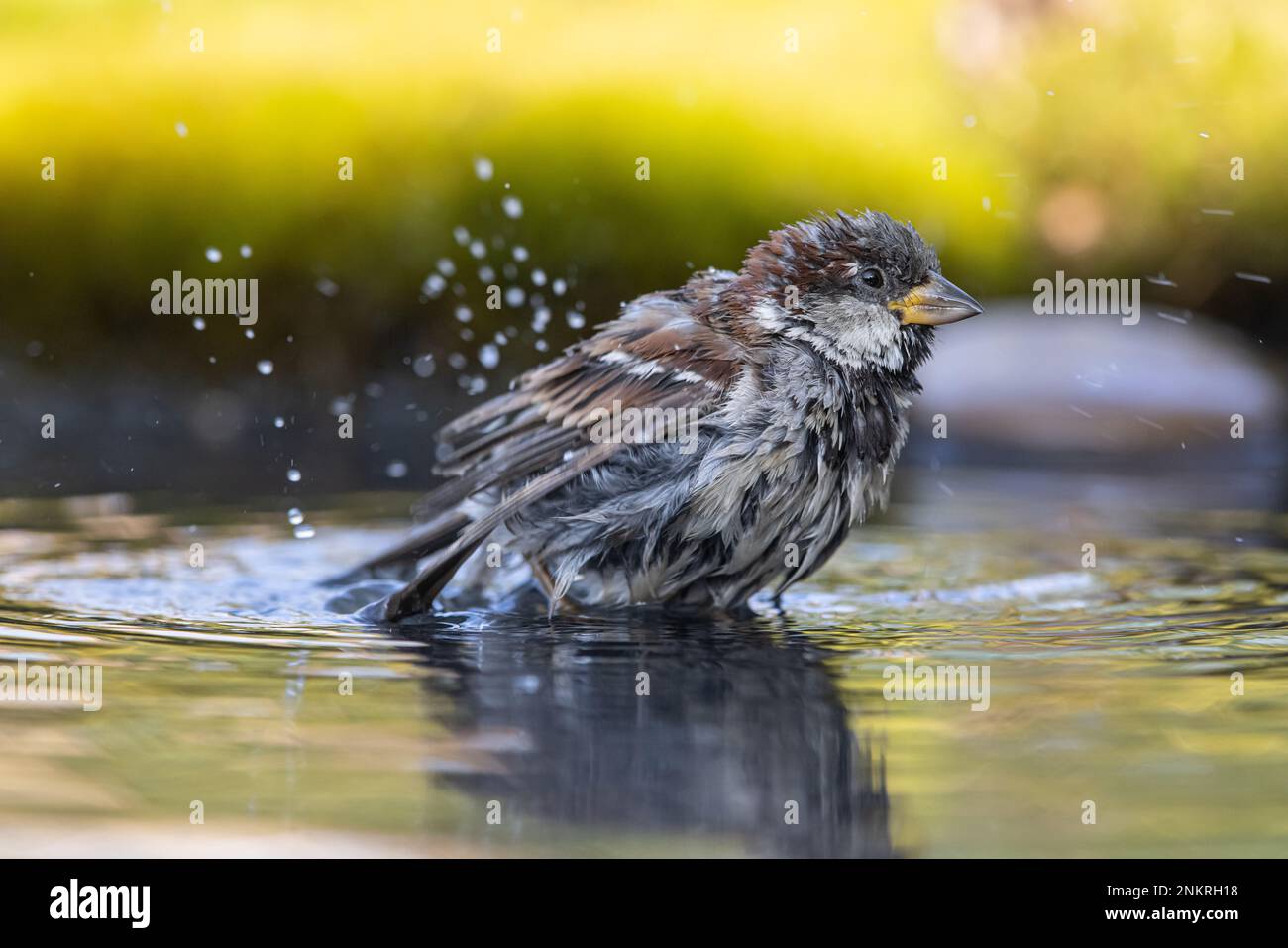 Female house sparrow bathing hi-res stock photography and images - Alamy