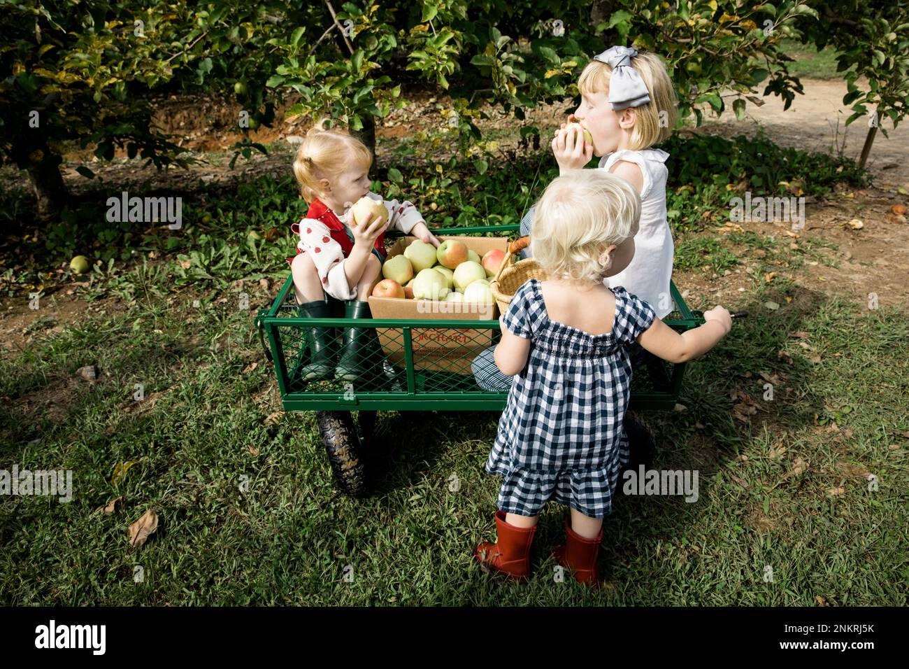 Three girls eating freshly picked apples in orchard Stock Photo - Alamy