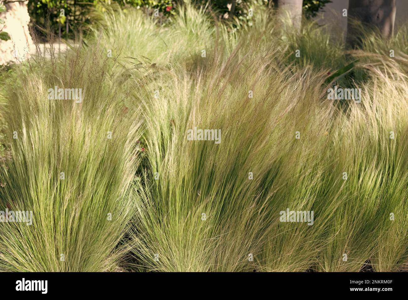 Nassella tenuissima or Mexican feathergrass ornamental grass plant ...