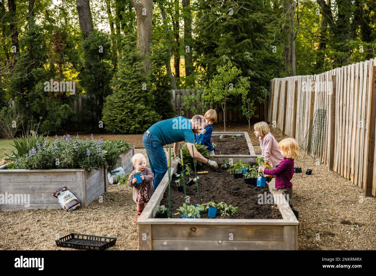 Father gardening with four young children, planting plants in raised ...