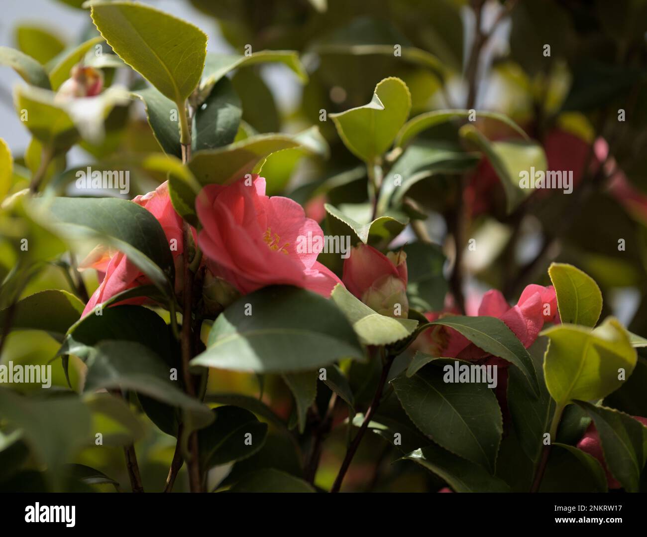 Flowering pink Camellia natural macro floral background Stock Photo - Alamy
