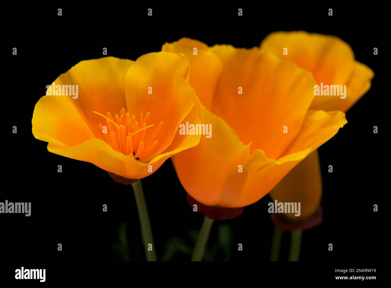 Flora of Gran Canaria - Eschscholzia californica, the California poppy ...