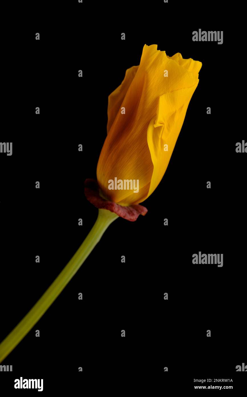 Flora of Gran Canaria - Eschscholzia californica, the California poppy ...