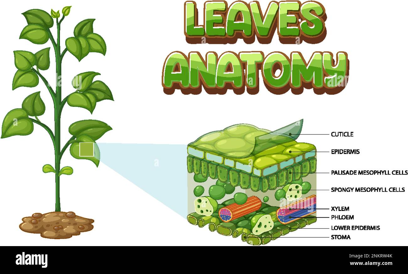 Internal structure of leaf diagram illustration Stock Vector Image ...