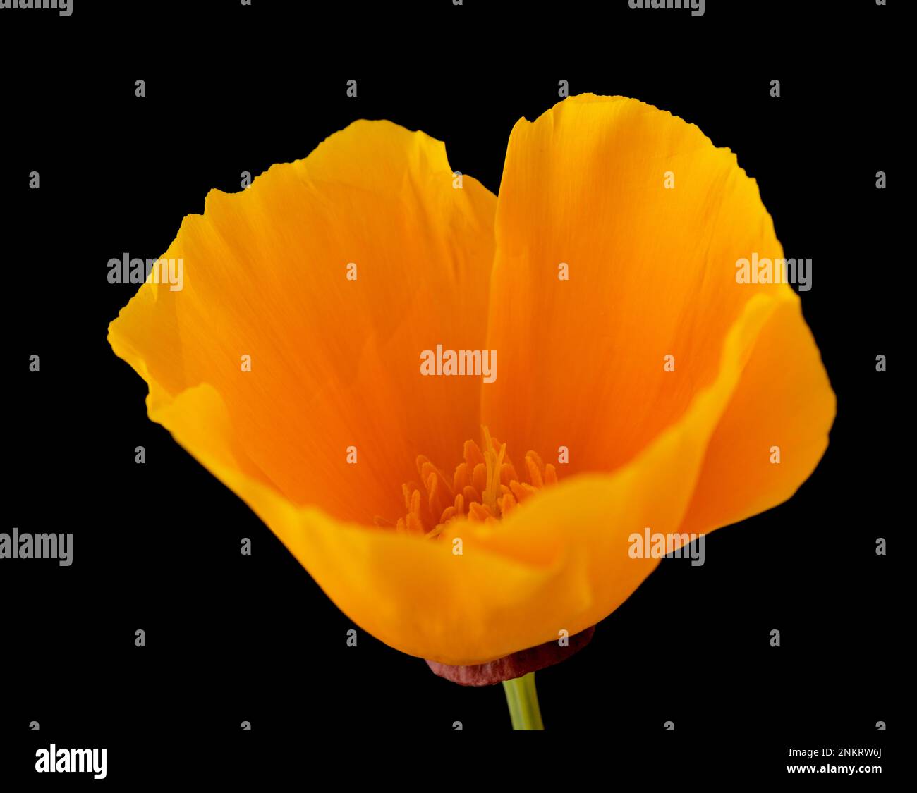 Flora of Gran Canaria - Eschscholzia californica, the California poppy ...