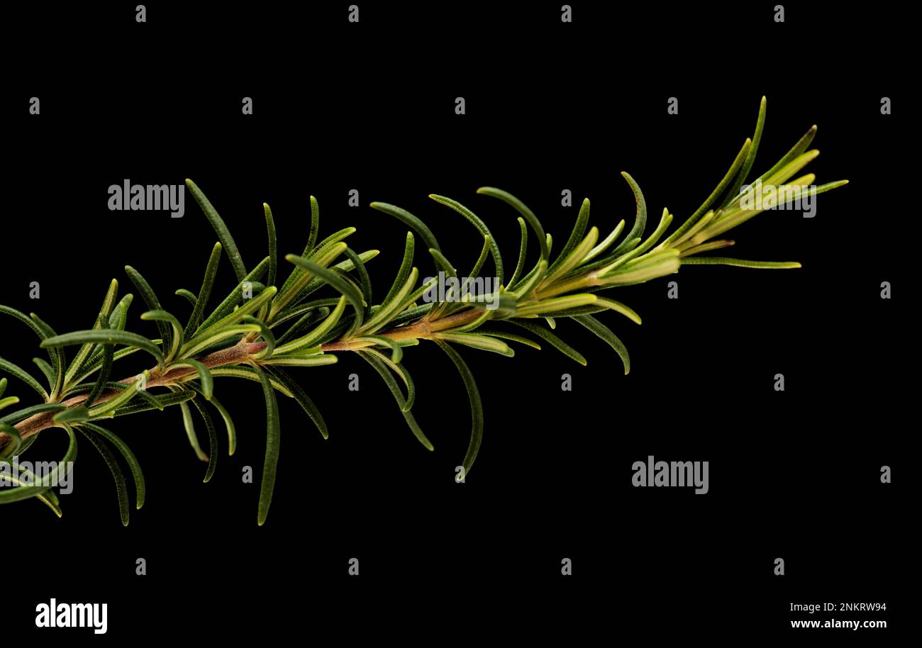 small rosemary twig isolated on black background Stock Photo - Alamy