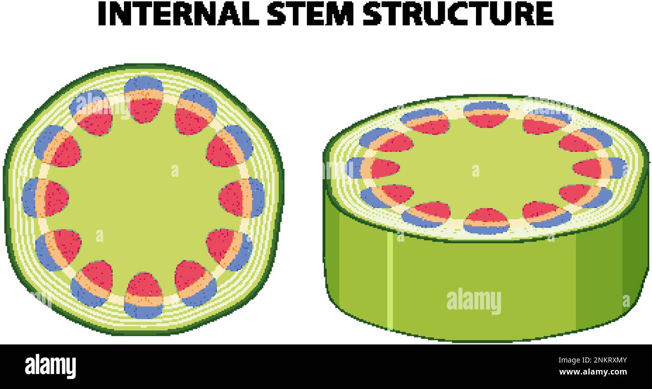 Internal structure of stem diagram illustration Stock Vector Image ...