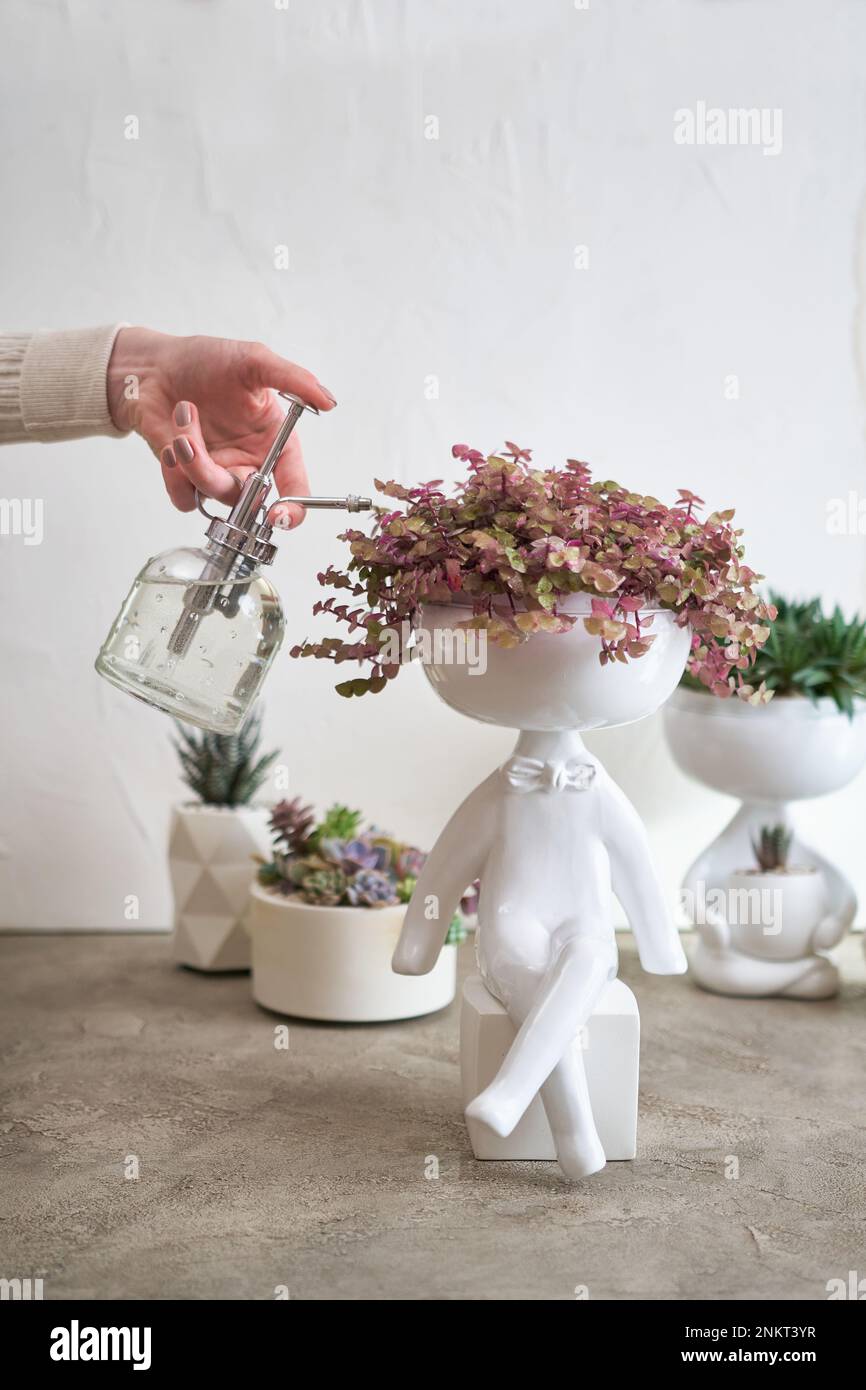 Potted House plant in white ceramic human like pot Stock Photo - Alamy