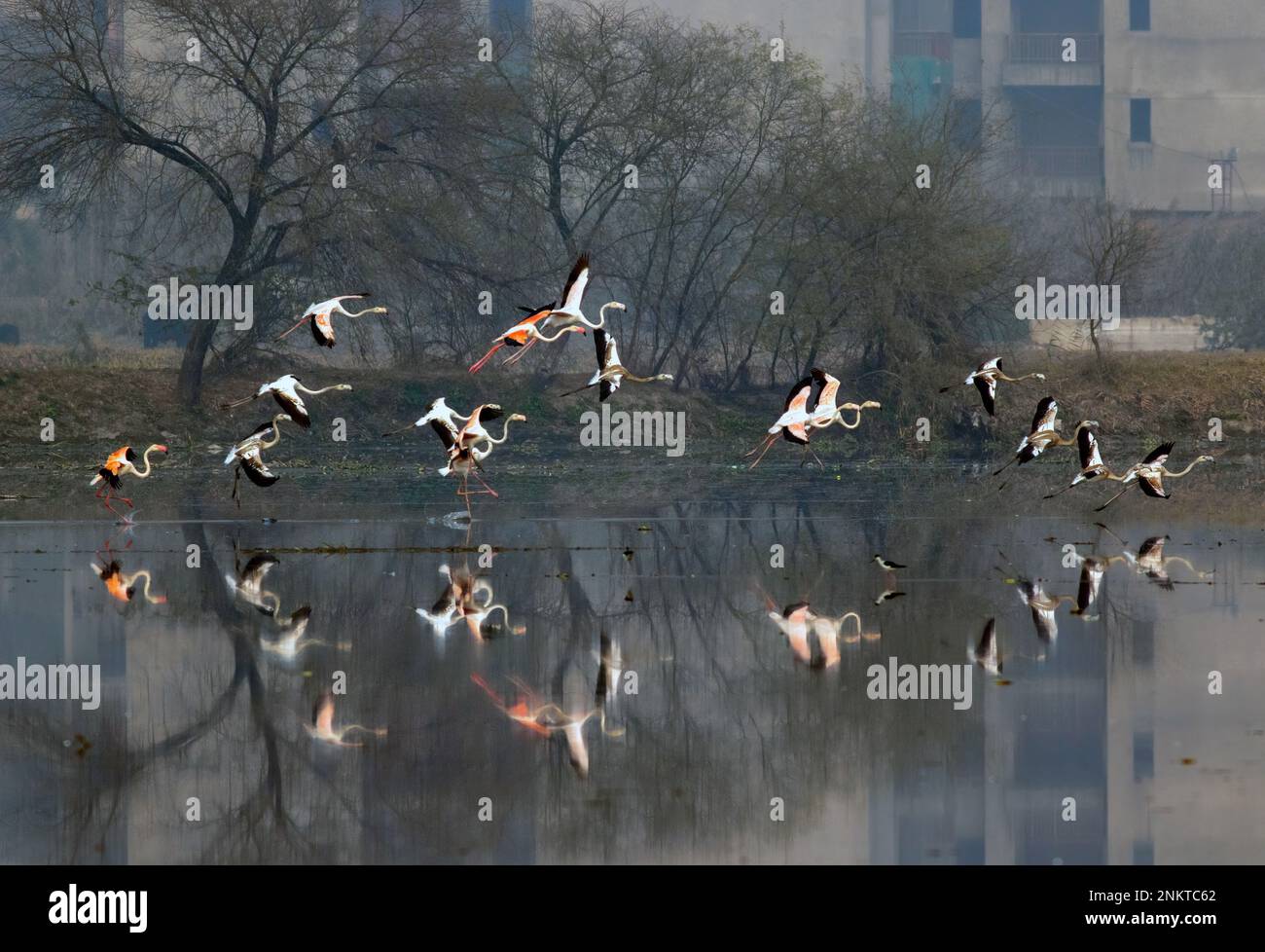 STUNNING images show how a group of rowdy urban flamingos were ...