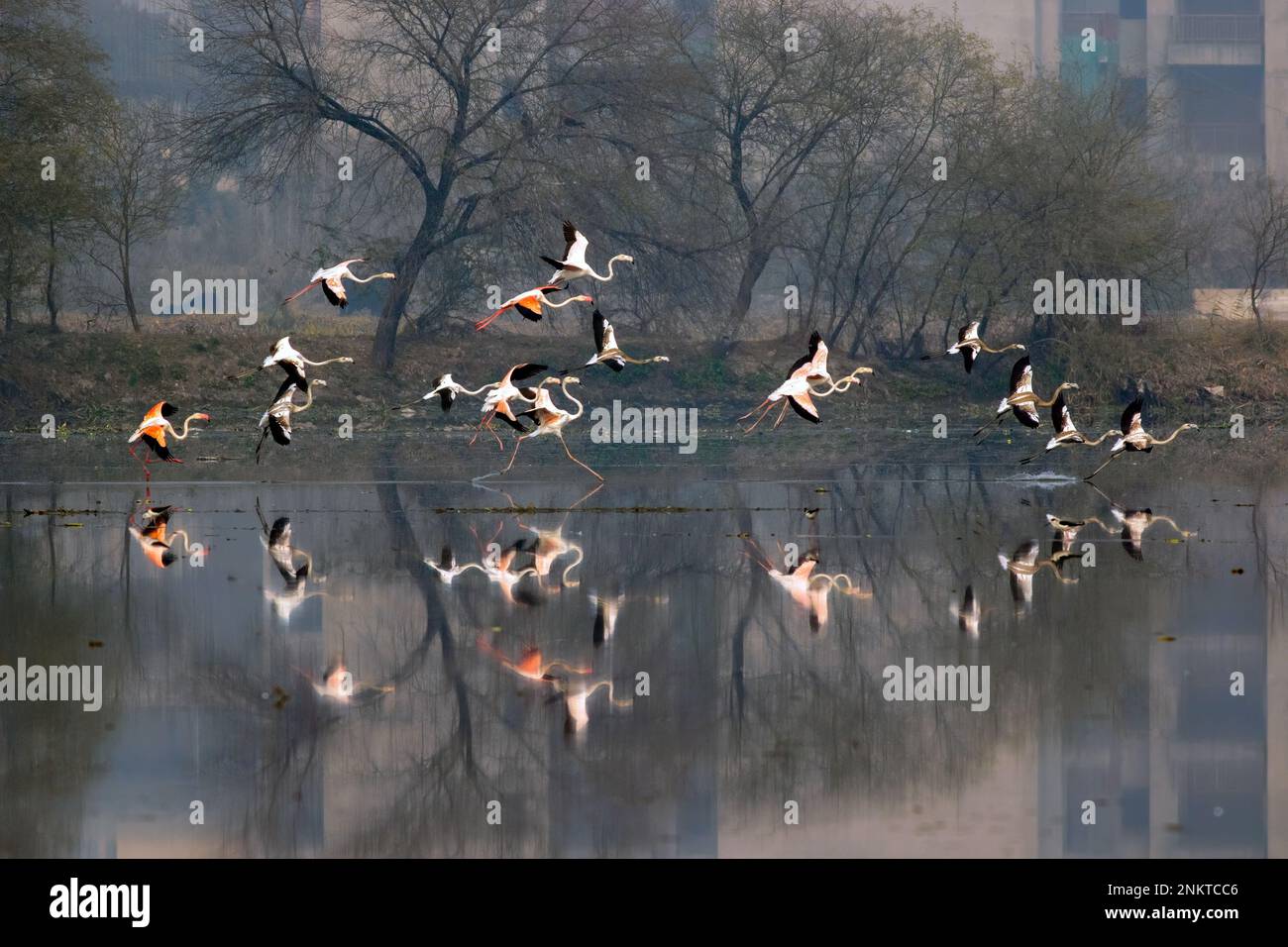 STUNNING images show how a group of rowdy urban flamingos were ...