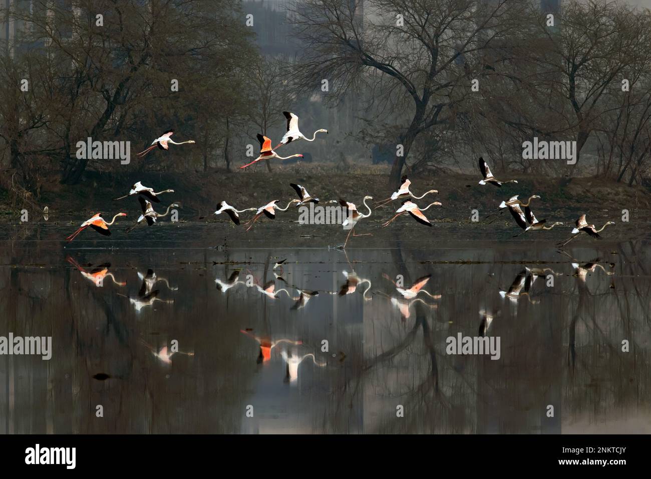 STUNNING images show how a group of rowdy urban flamingos were ...