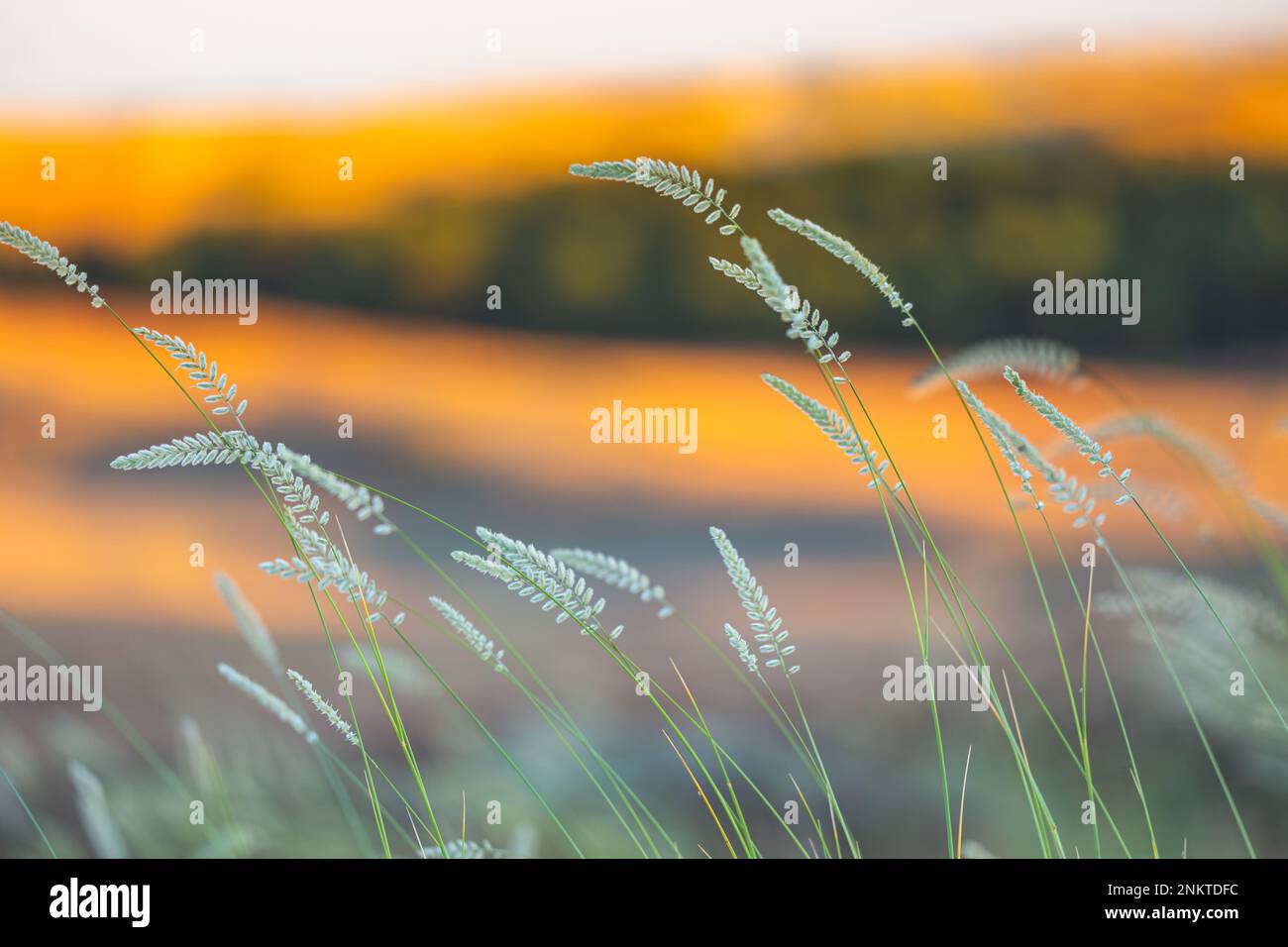 Soft background with sedges, abstract nature background Stock Photo - Alamy