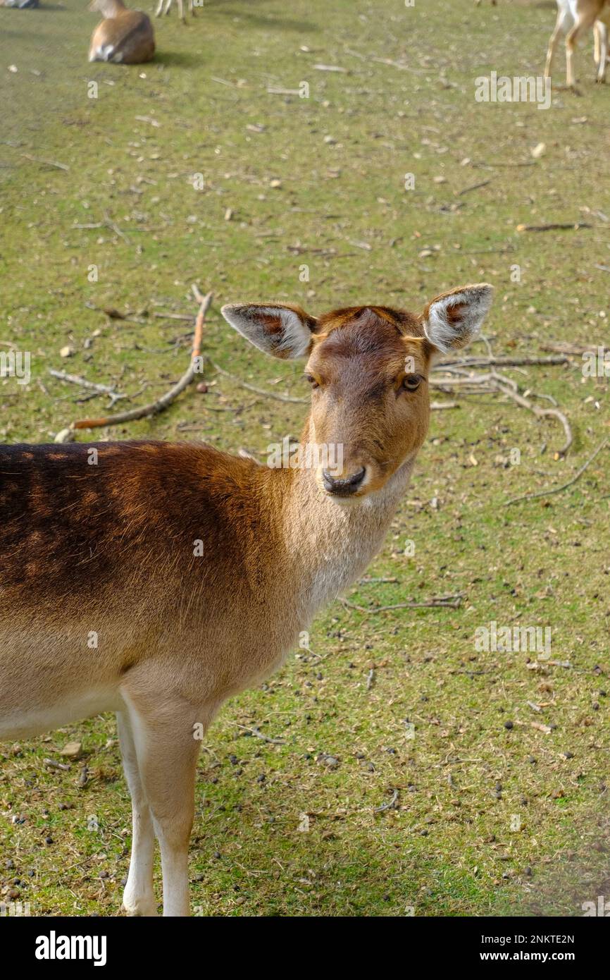 fallow deer close up through the alley covered with fallen leaves ...