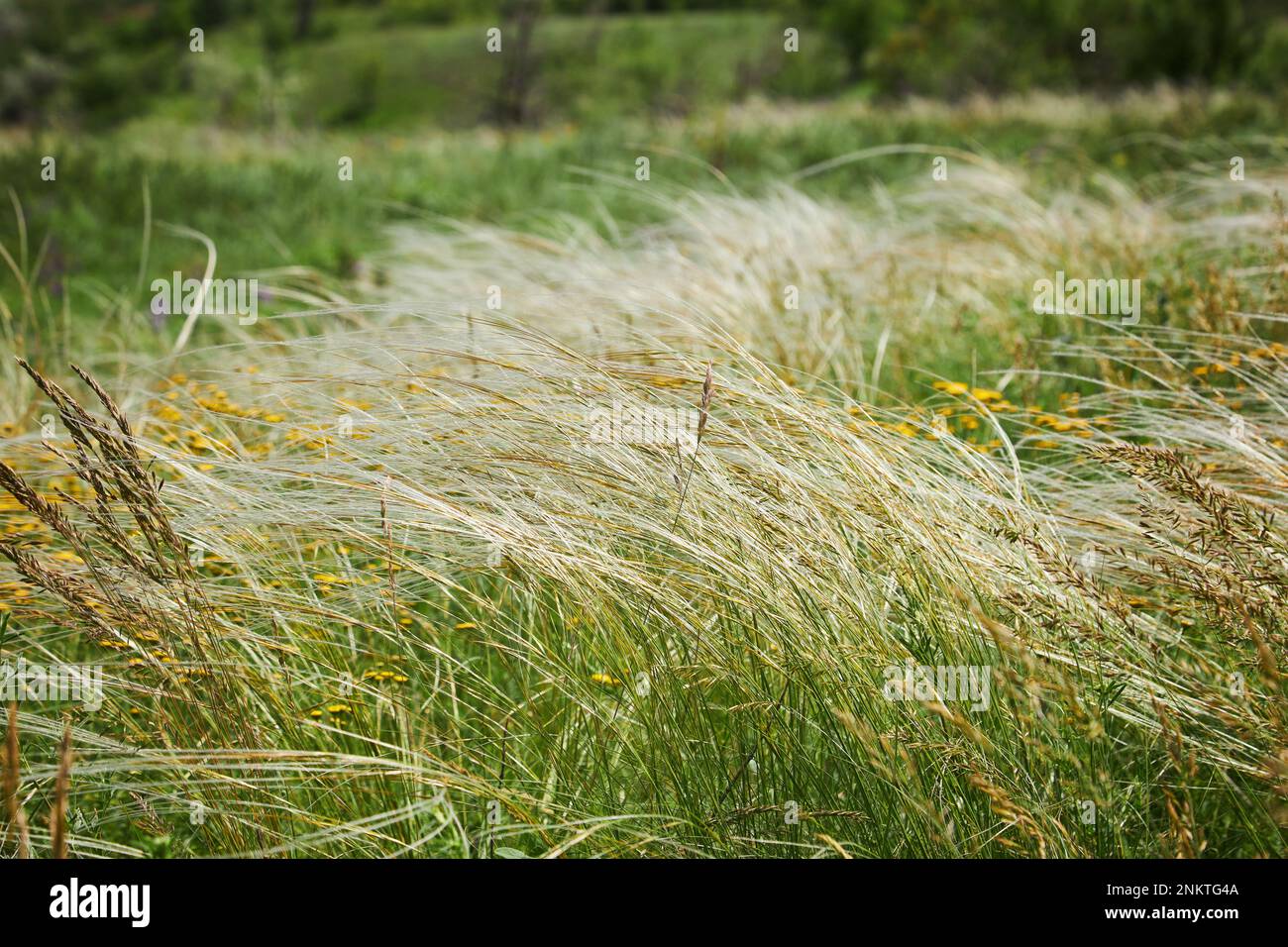Stipa capillata as known as feather, needle, spear grass in steppe ...