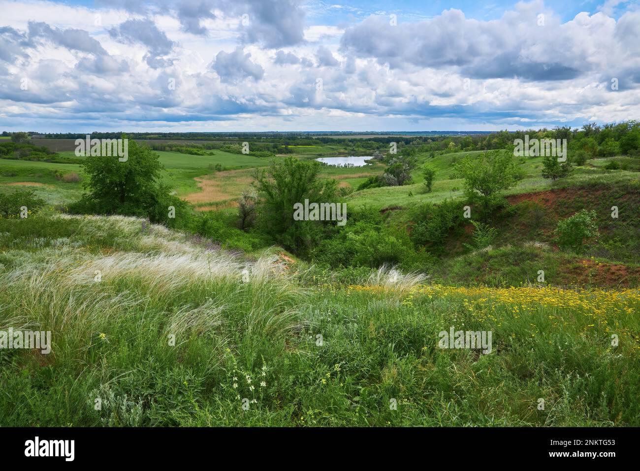 green earth, fields of Ukraine, grains sky, green grass Stock Photo - Alamy