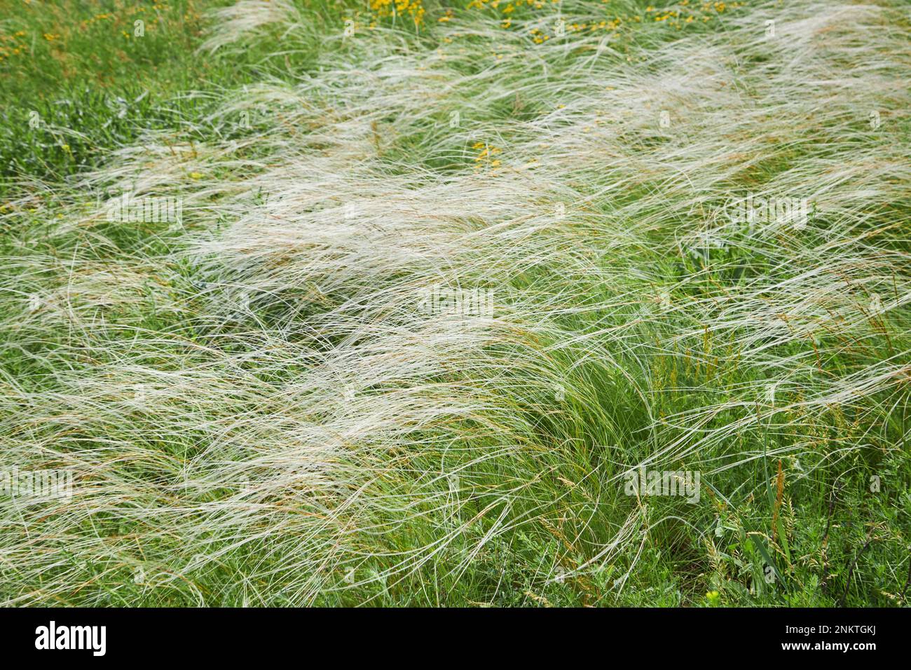 Stipa capillata as known as feather, needle, spear grass in steppe ...