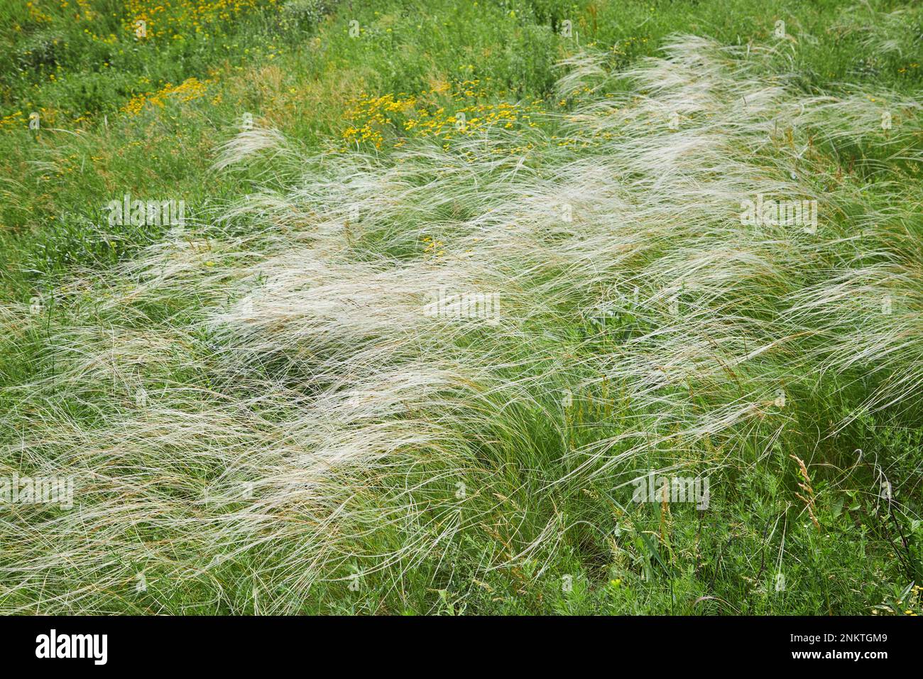 Stipa capillata as known as feather, needle, spear grass in steppe ...