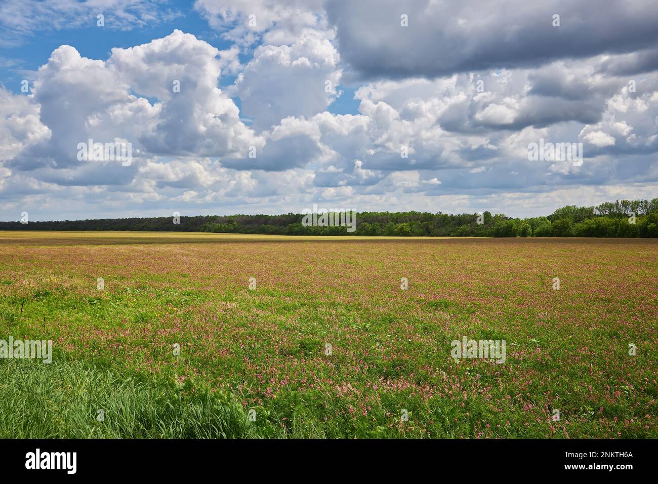 Sainfoin field and white clouds in the sky Stock Photo - Alamy