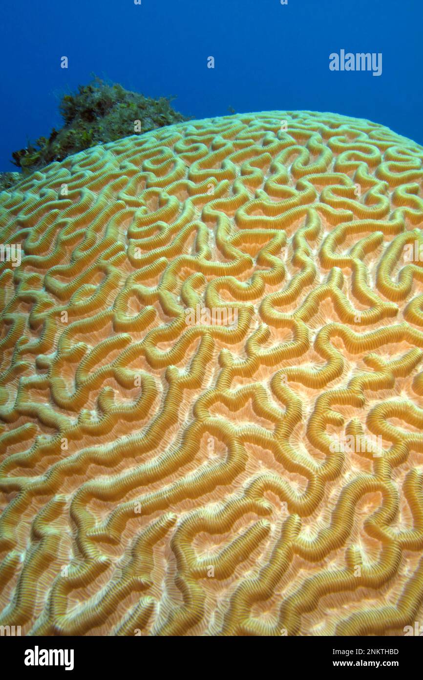 Brain coral, Coral reef, Playa Girón, Cuba, America Stock Photo - Alamy