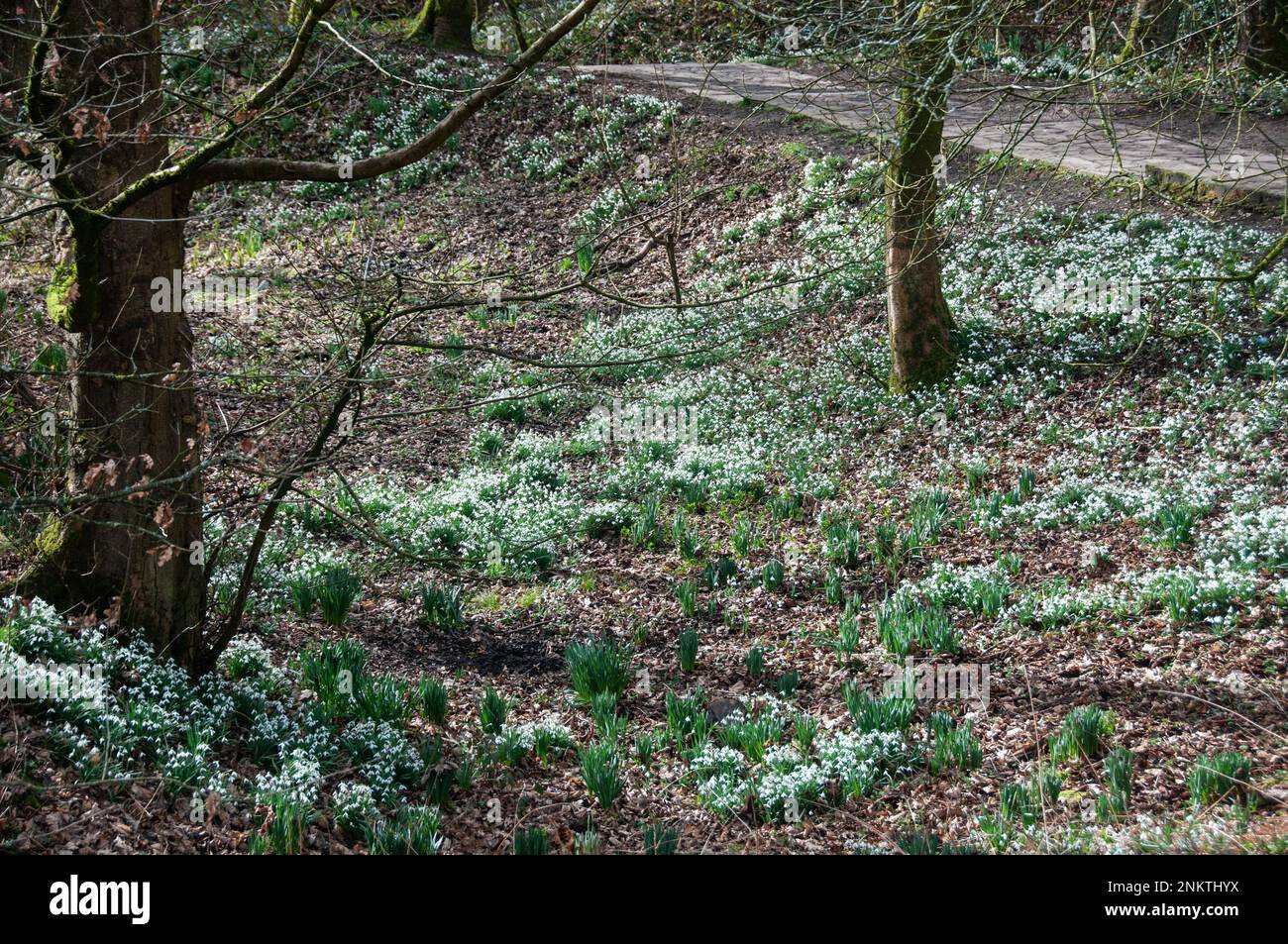 Around the UK - Snowdrops in flower in Astley Park, Chorley, Lancashire ...
