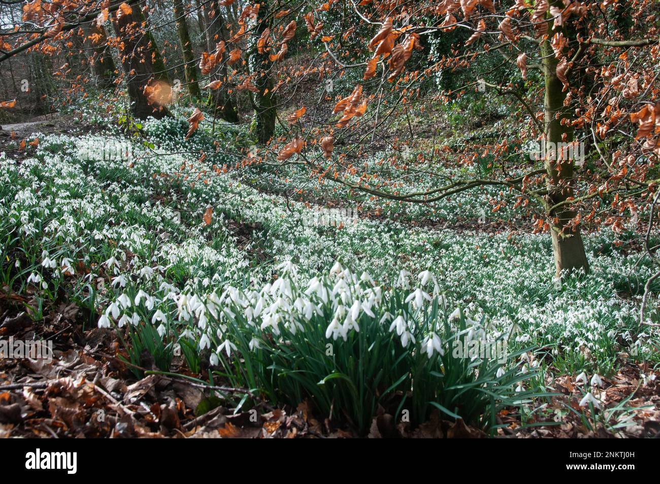 Around the UK - Snowdrops in flower in Astley Park, Chorley, Lancashire ...