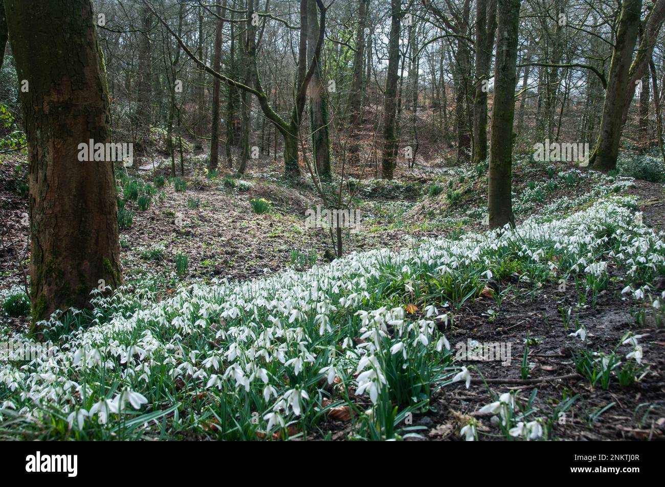 Around the UK - Snowdrops in flower in Astley Park, Chorley, Lancashire ...