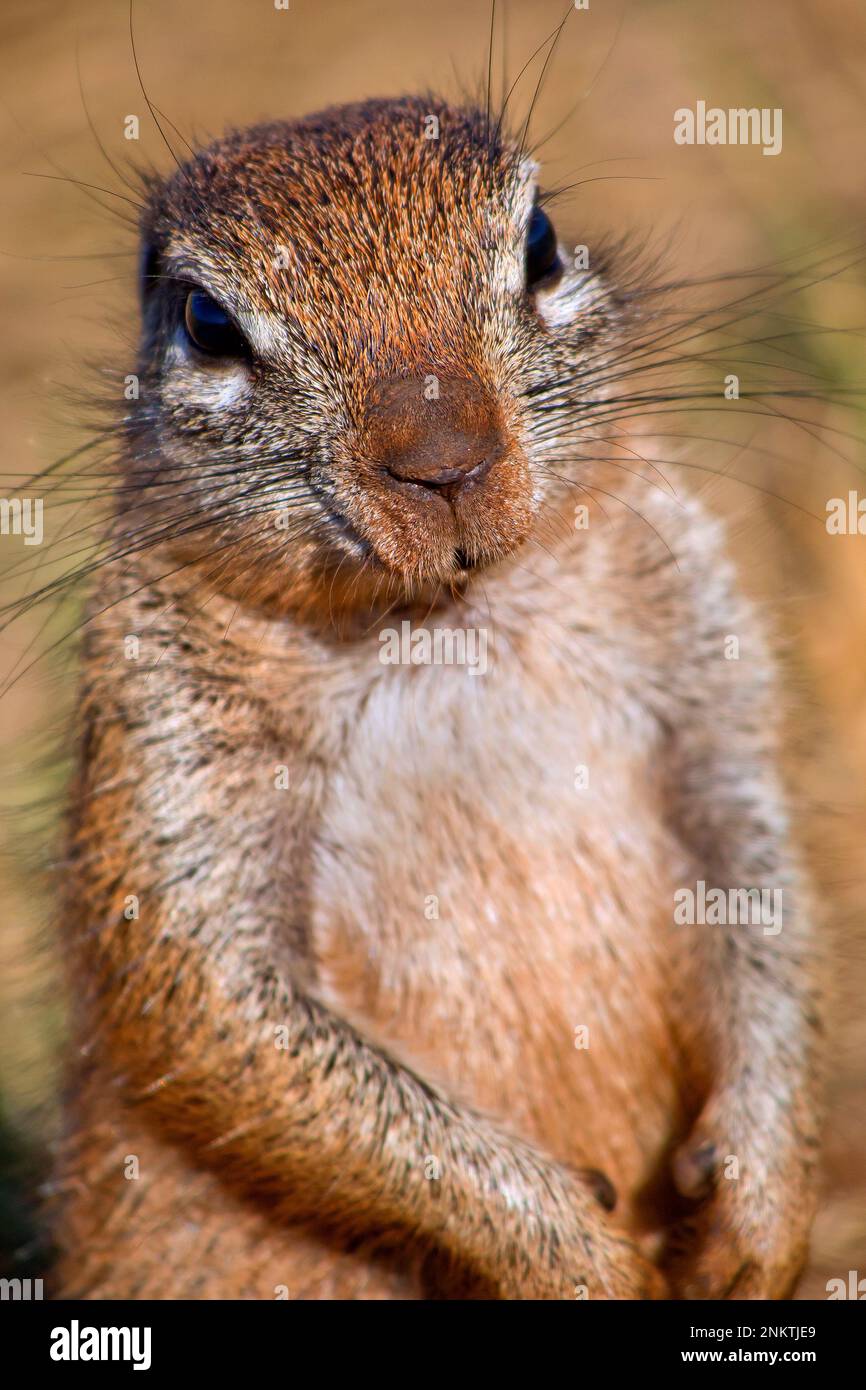 Red Squirrel, Paraxerus palliatus, Rhino and Lion Nature Reserve ...