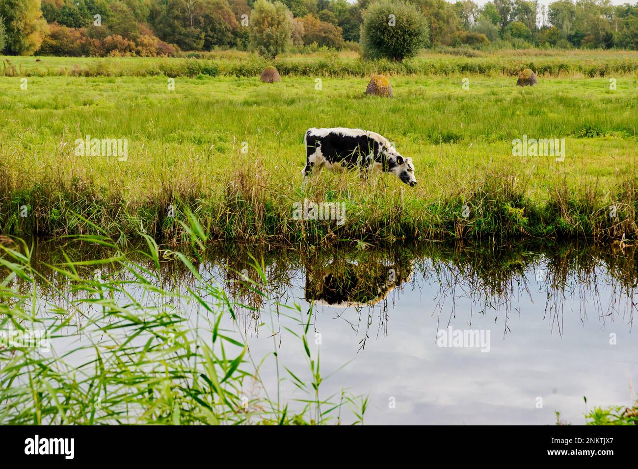 Dutch Holstein dairy cow grazing in field, the Netherlands Stock Photo ...