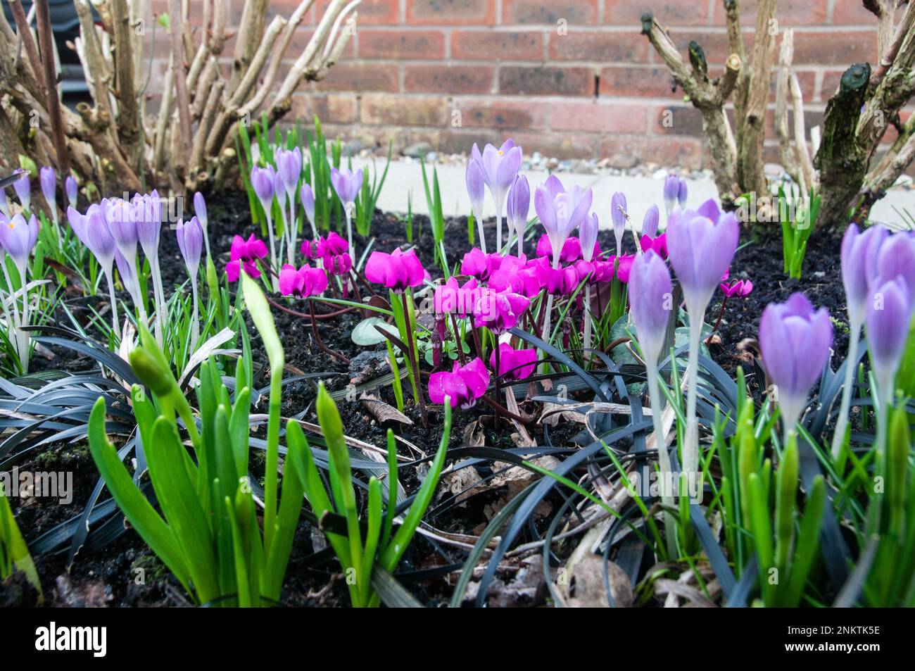 Around the UK - Spring flowering bulbs - crocus & cyclamen Stock Photo ...