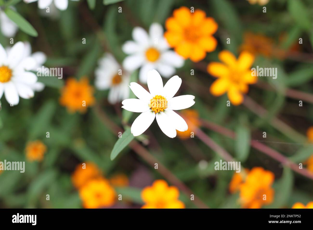 Nature ceylon hi-res stock photography and images - Alamy