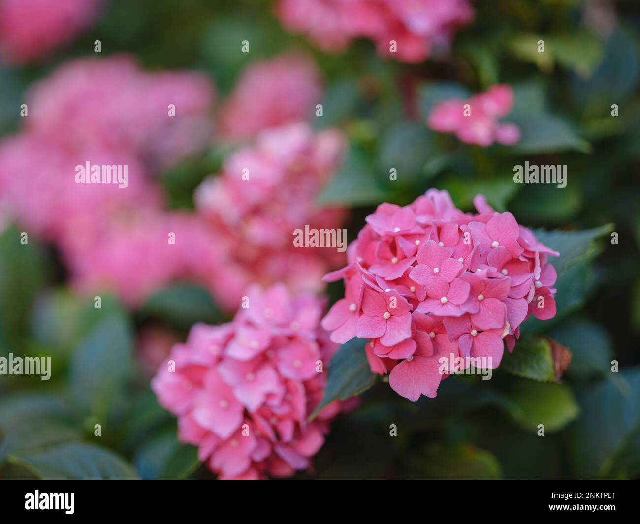Hydrangea flower in summer garden near a cute house in old city of ...