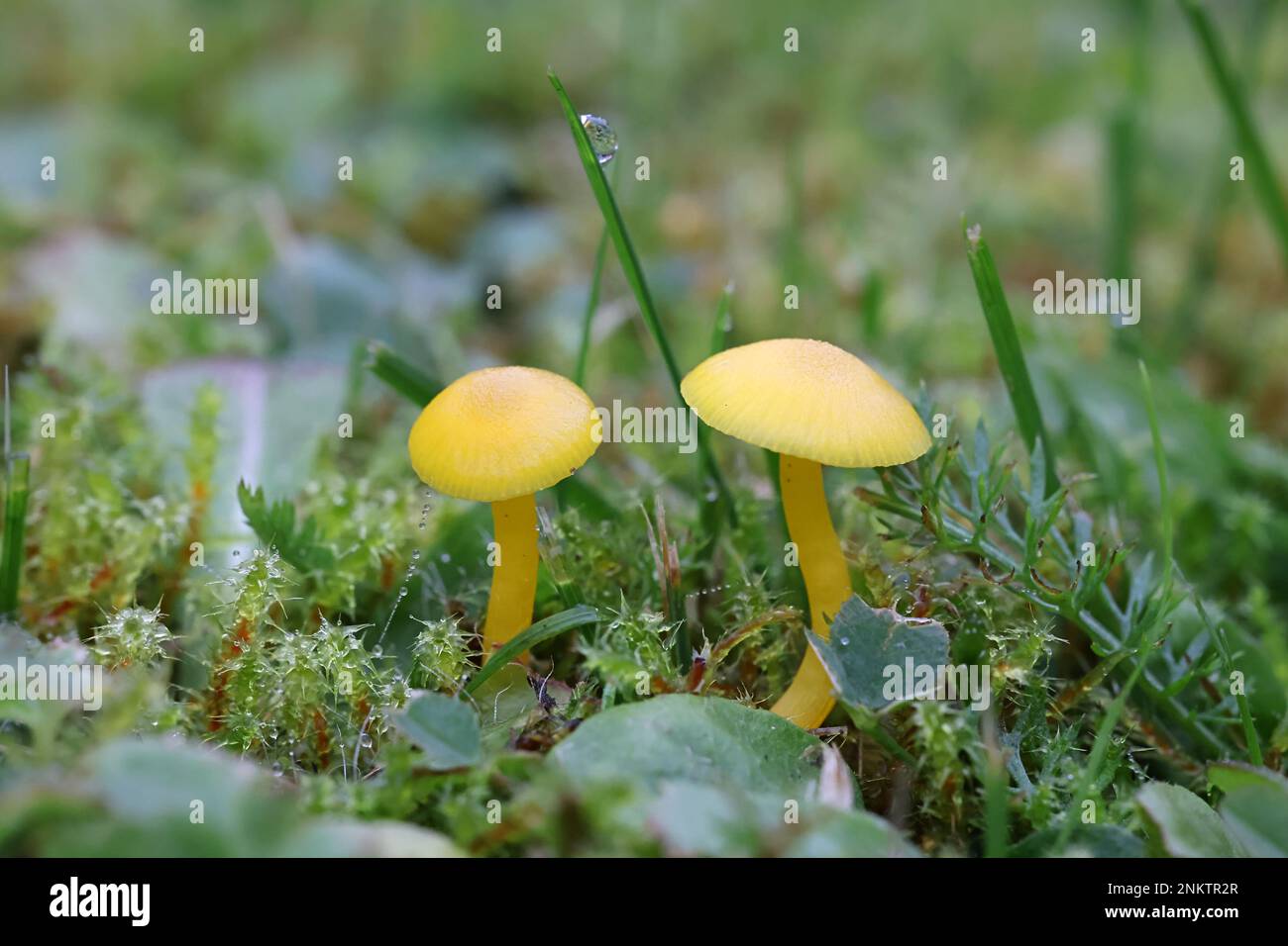Hygrocybe ceracea, known as butter waxcap or wax cap, wild mushroom ...