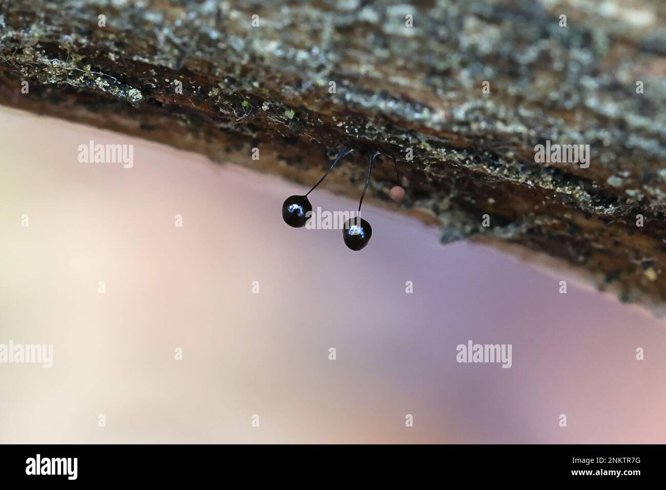 Comatricha nigra, a plasmodial slime mold, sporangia on decaying wood ...