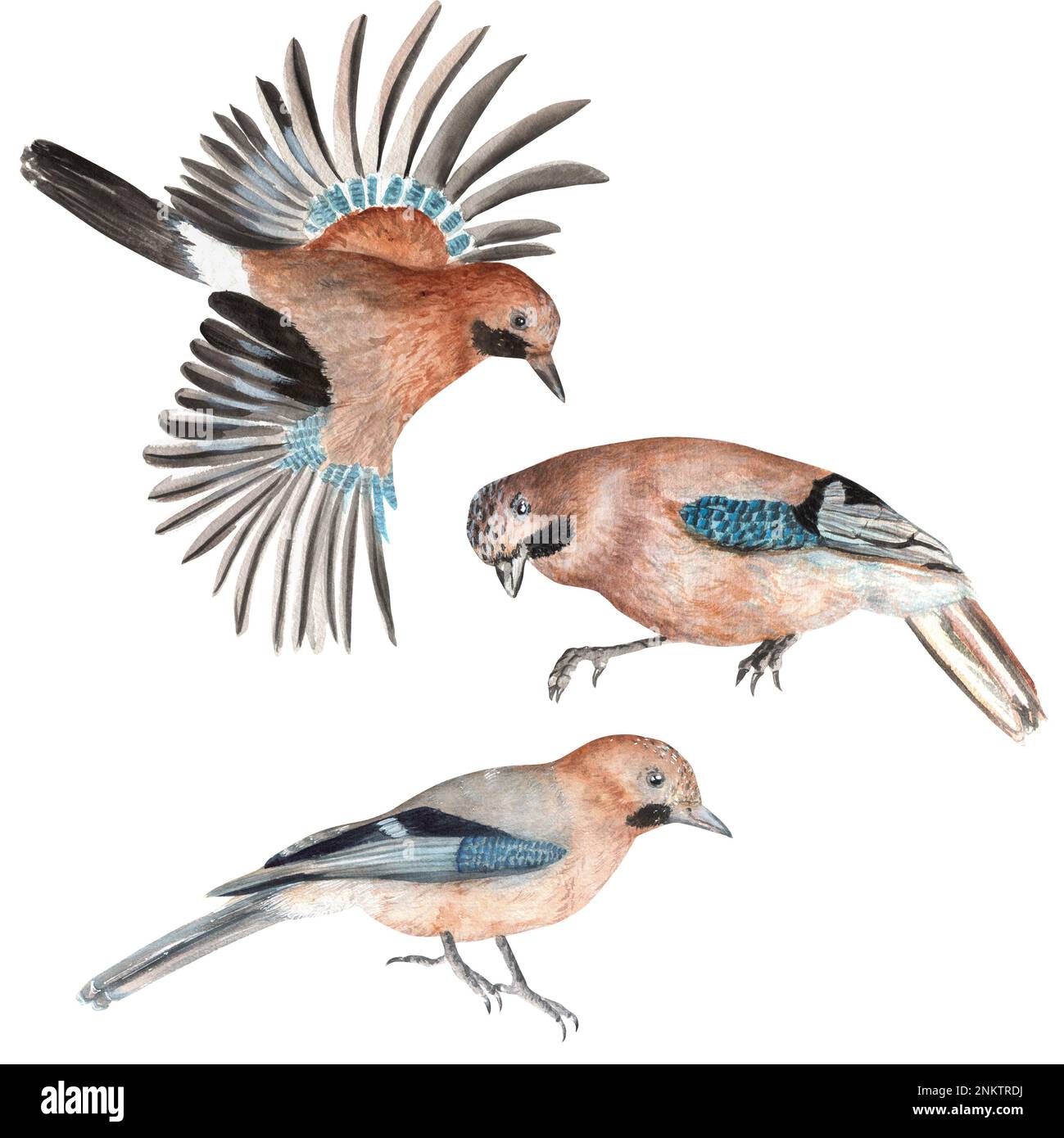 Hand-drawn watercolor jay bird. A small part of the big set BIRDS ...