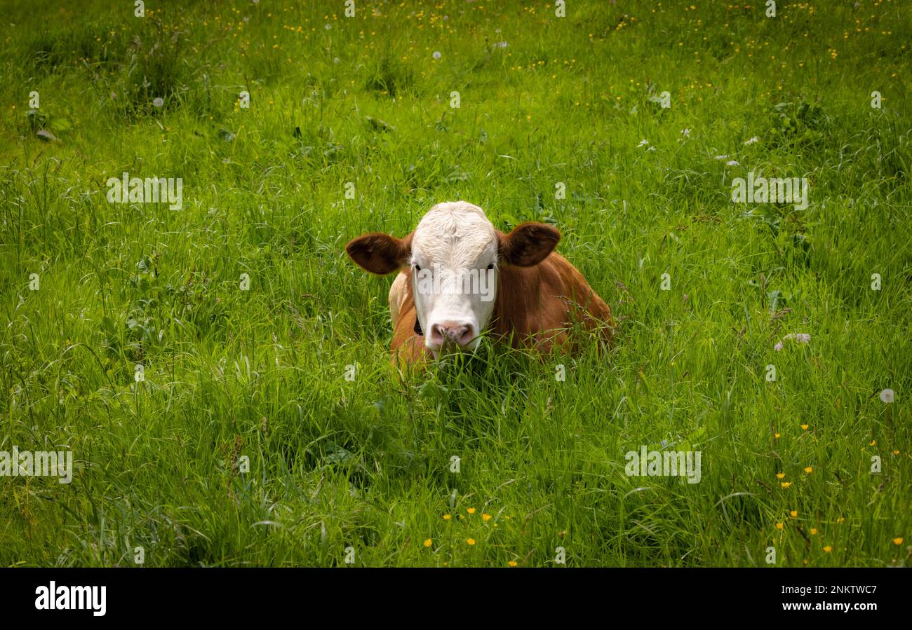 Kuh sitzt tief versteckt im tiefen grünen Gras, Wiese,versteckt,Süß ...