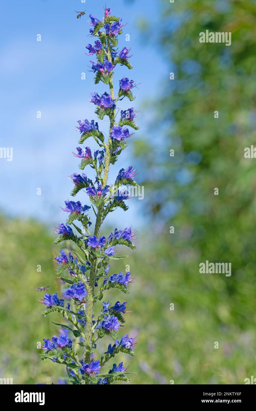 Flowering blue viper's bugloss, Echium vulgare Stock Photo - Alamy